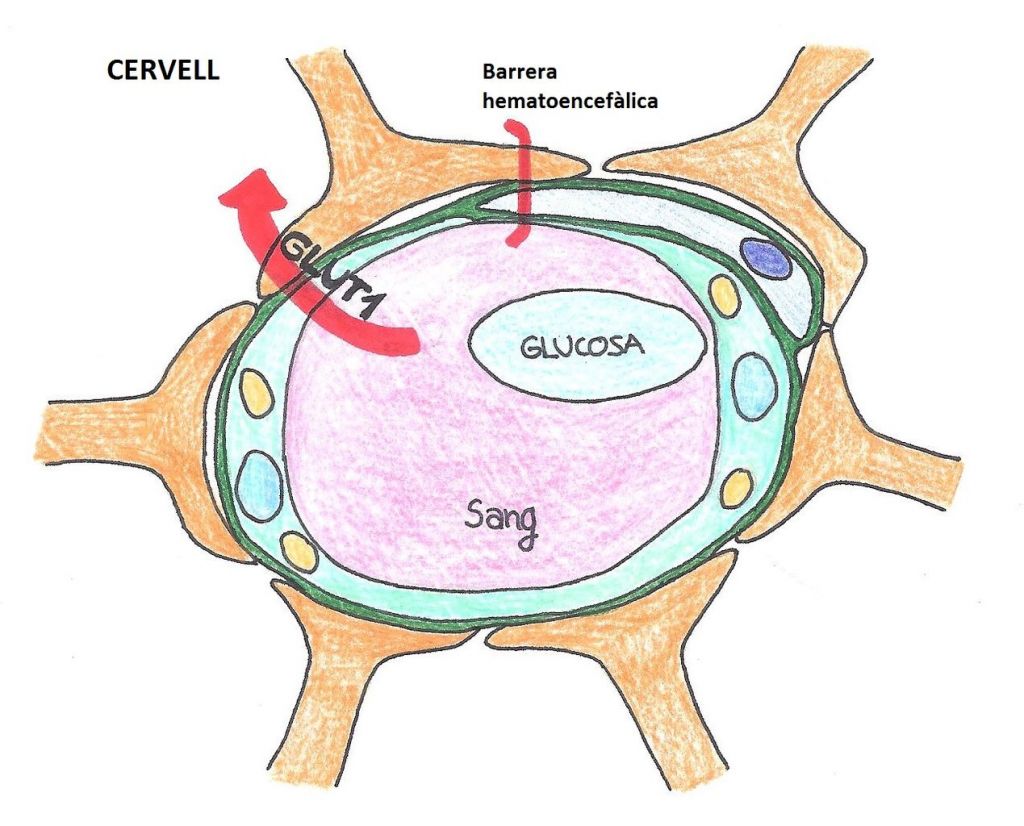 Qué es la dextrosa para qué se utiliza y qué peligros entraña
