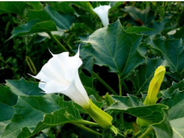 Qué es la burundanga, síntomas, cómo se ingiere y tratamiento