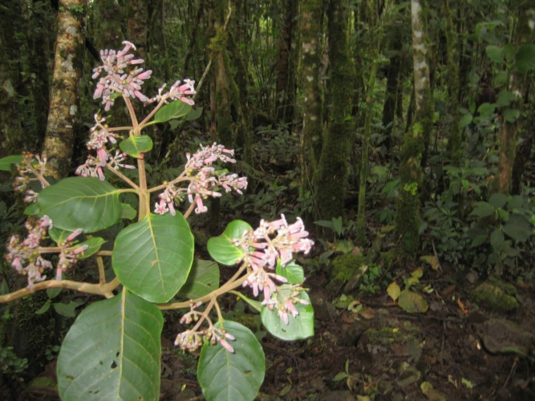 Qué es quinina y qué efectos terapéuticos tiene actualmente