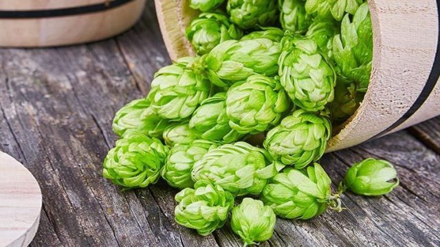 Qué es el lúpulo, cómo ha sido usado en la historia