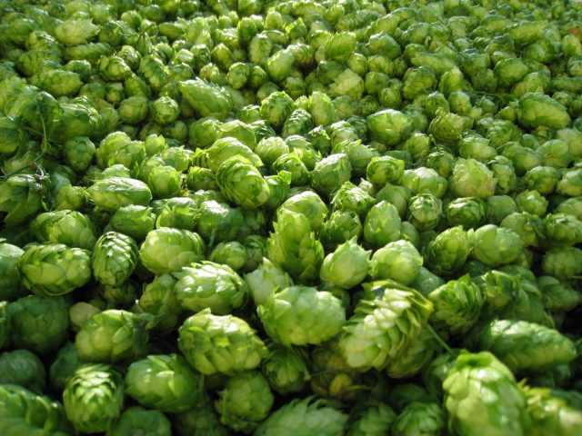 Qué es el lúpulo, cómo ha sido usado en la historia