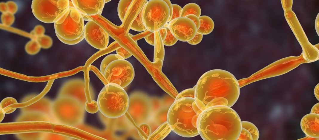 Qué es una infección, cuáles son sus causas y síntomas