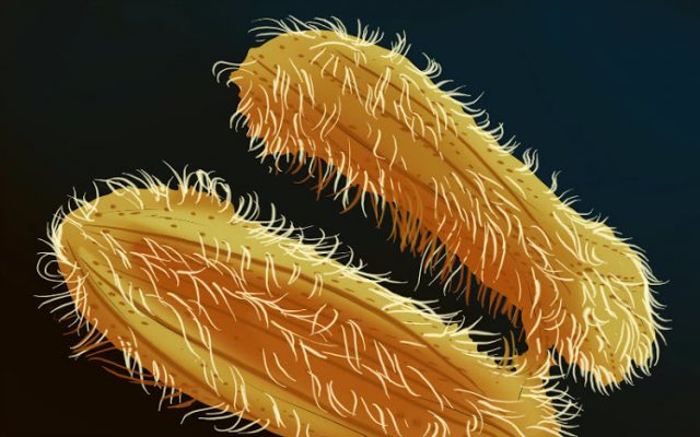 Qué es una infección, cuáles son sus causas y síntomas