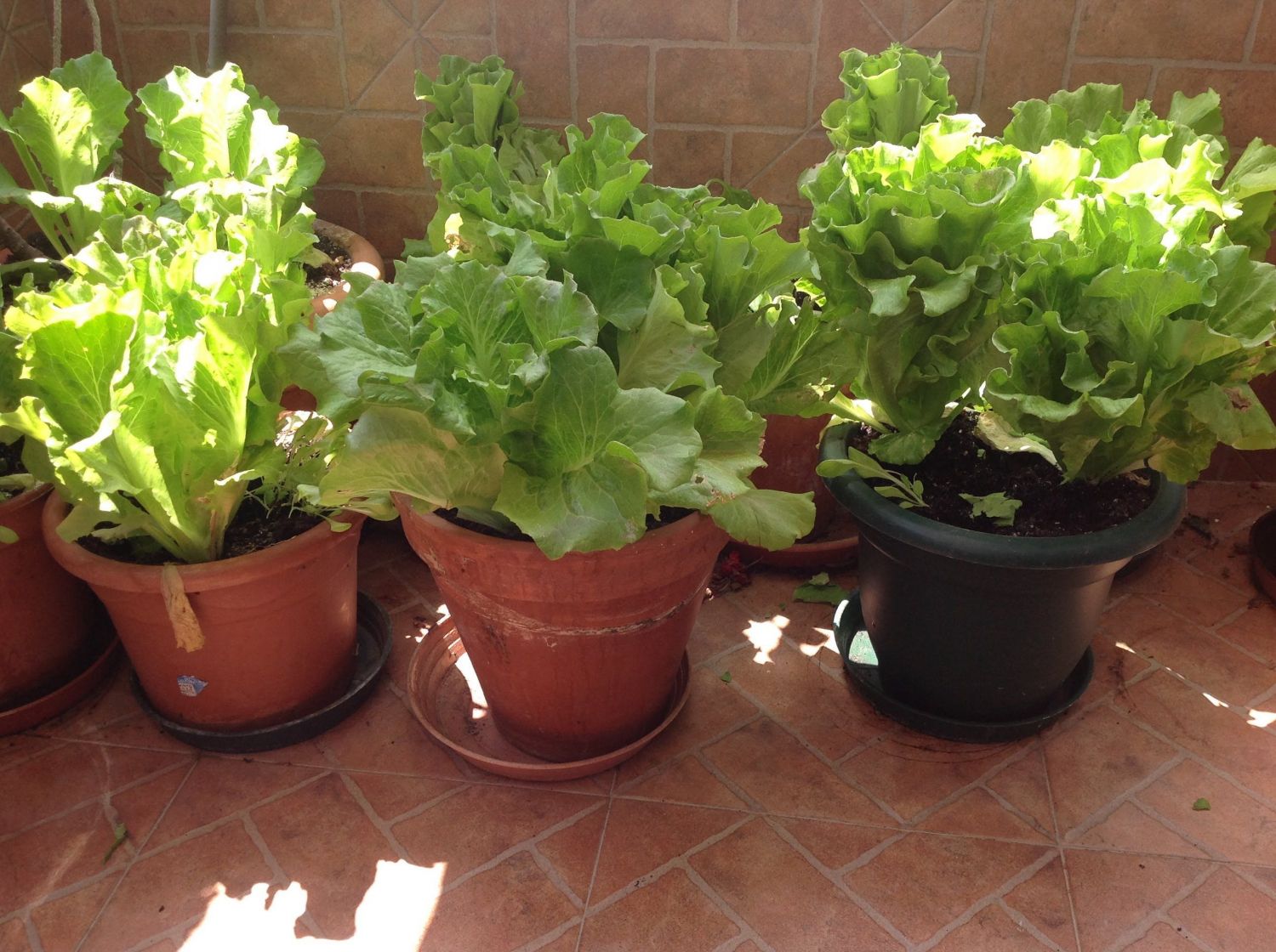 Cómo cultivar lechuga en tu casa