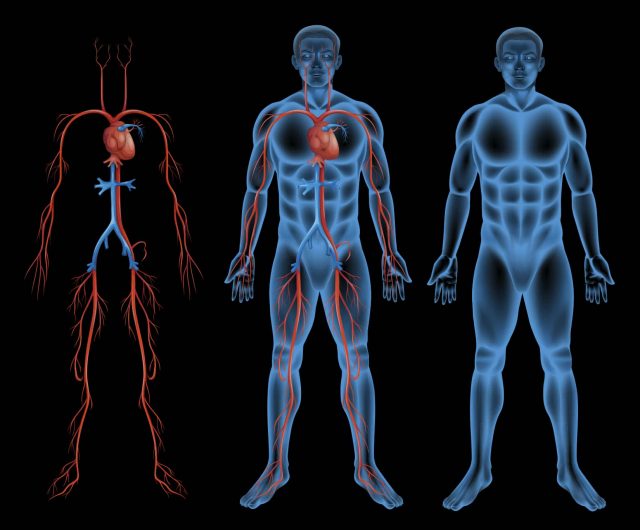 Qué es la fisiología