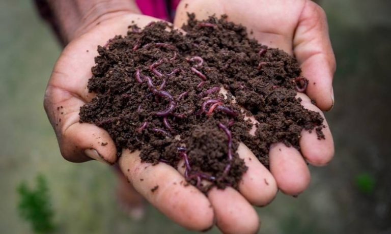 Qué es una composta