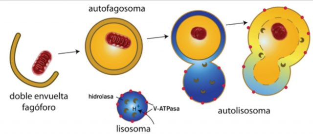 Qué es la autofagia
