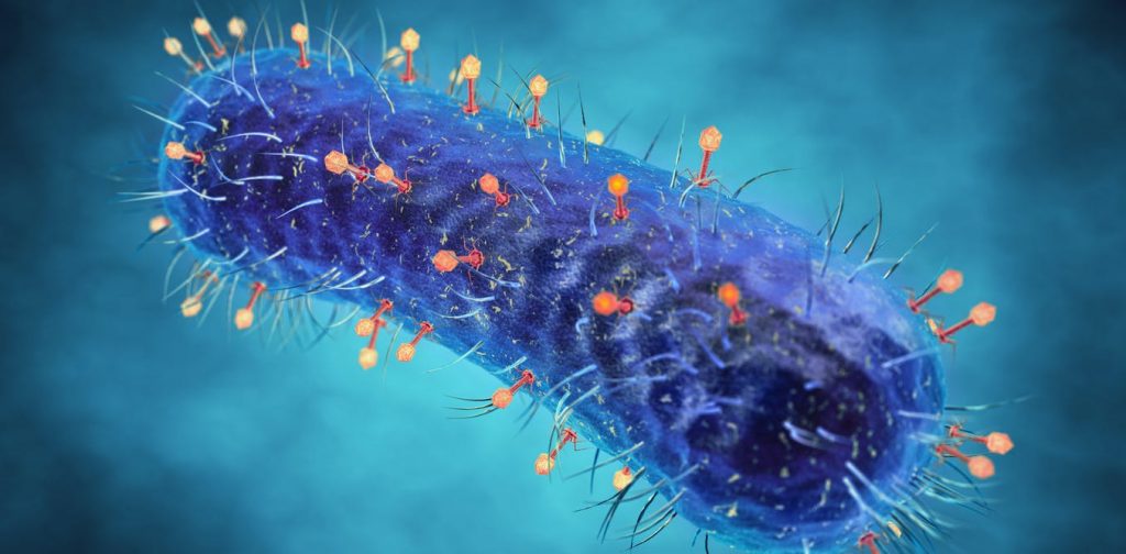 Qué son los bacteriófagos