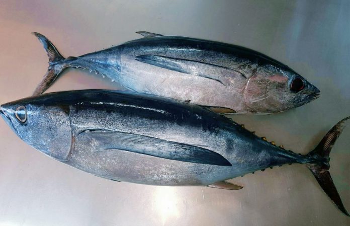 Qué es mejor, el atún o el bonito