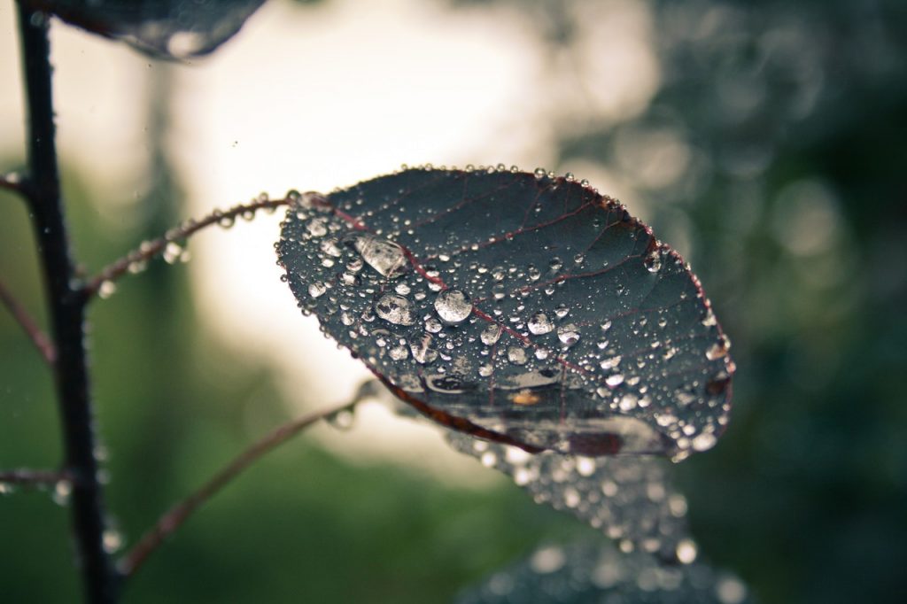 Trucos para que las plantas no se mueran con las heladas | Pag: 8 Trucos para que las plantas no se mueran con las heladas | Pag: 8