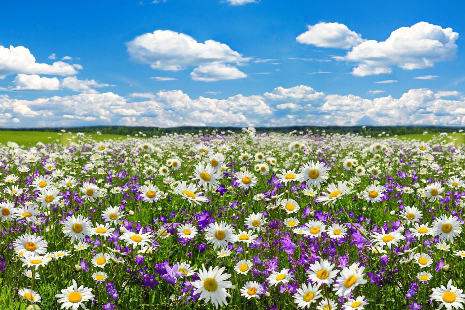 Qué es la primavera Qué es la primavera