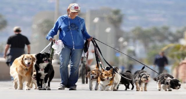 Tumor venéreo transmisible: 5 cosas que debes entender sobre el TVT