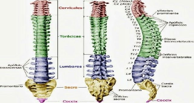Estos son los defectos del cuerpo humano