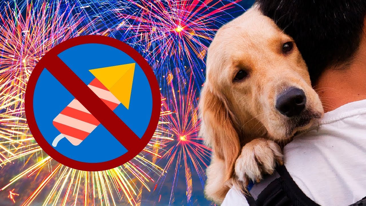 Cómo proteger a tu perro ante petardos y fuegos artificiales