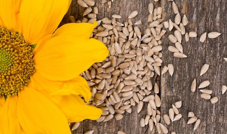 Te damos 5 razones para comer pipas de girasol, y 5 para no hacerlo