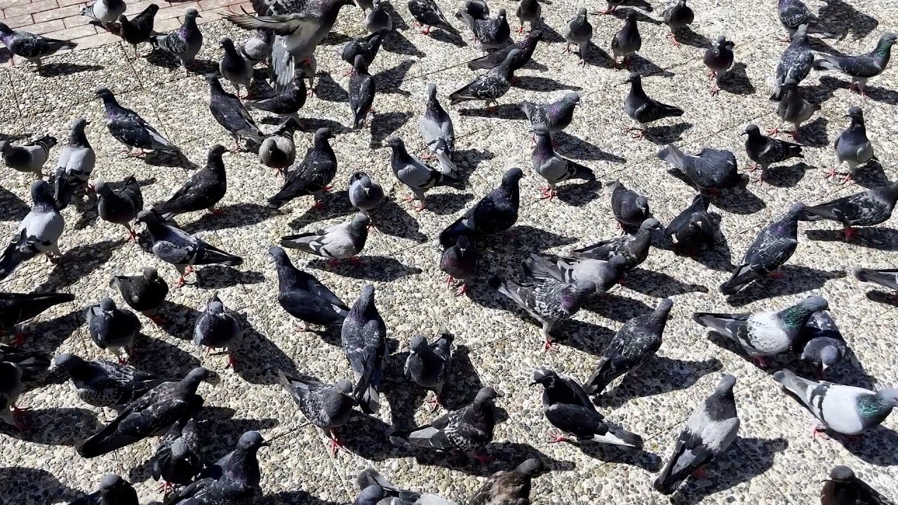 Las palomas aprenden igual que la inteligencia artificial