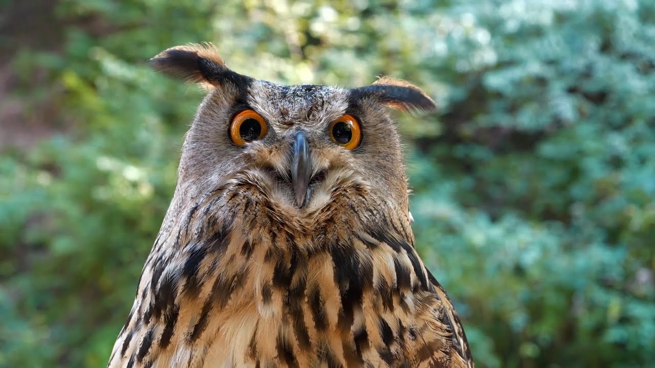 ¿Puede el búho girar la cabeza 360 grados?