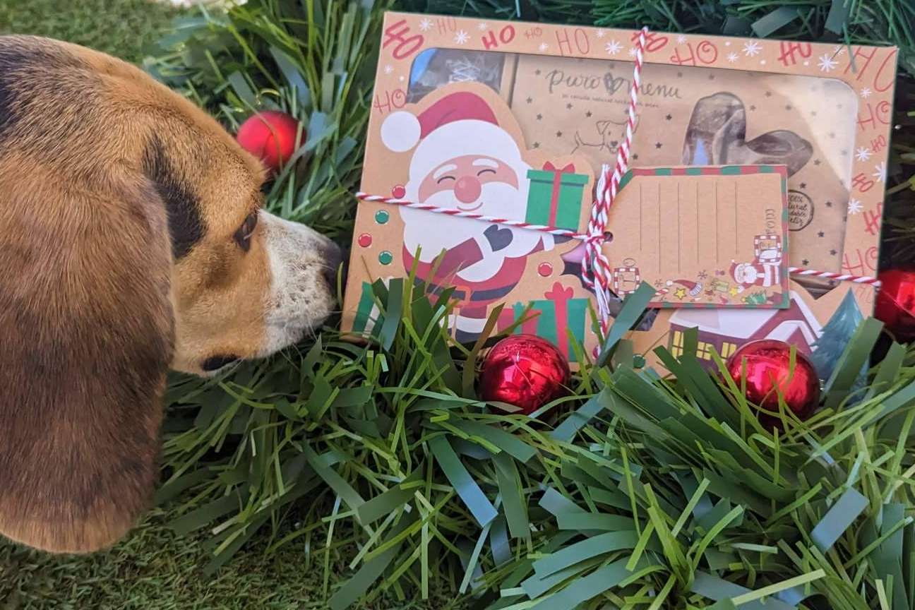 ¿Dónde encontrar el regalo de navidad perfecto para un perro? NaturWild