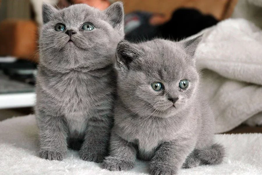 Las razas de gatos más raras y fascinantes del planeta